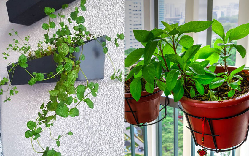 5 dicas que vão te ajudar a começar uma hortinha em casa