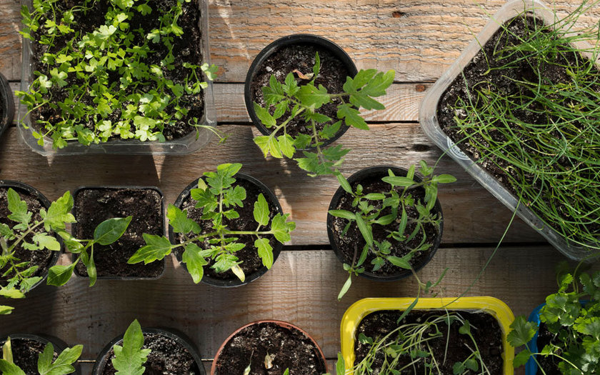 5 dicas que vão te ajudar a começar uma hortinha em casa