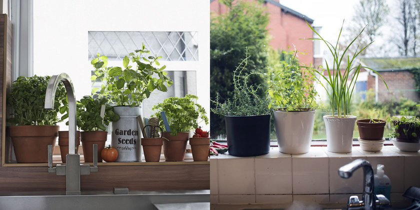 5 dicas que vão te ajudar a começar uma hortinha em casa