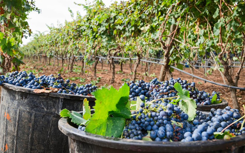 8 vinícolas ao redor do Brasil que todo apaixonado por vinho precisa ...