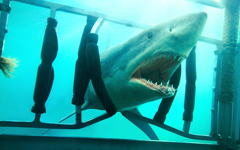 11 filmes que todo apaixonado por tubarões precisa assistir uma vez na vida