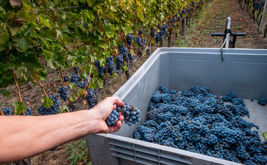 10 vinícolas imperdíveis para conhecer em São Paulo