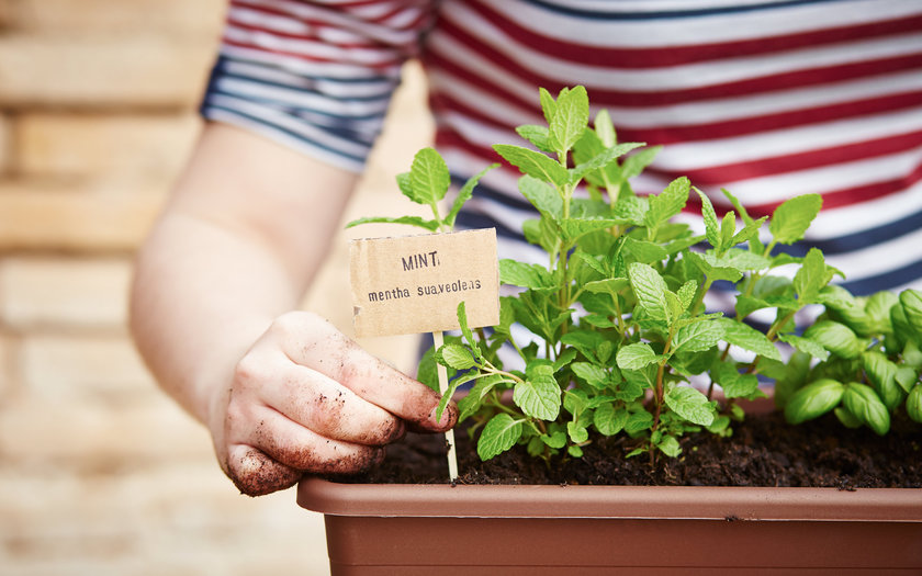 10 dicas para fazer uma hortinha em casa