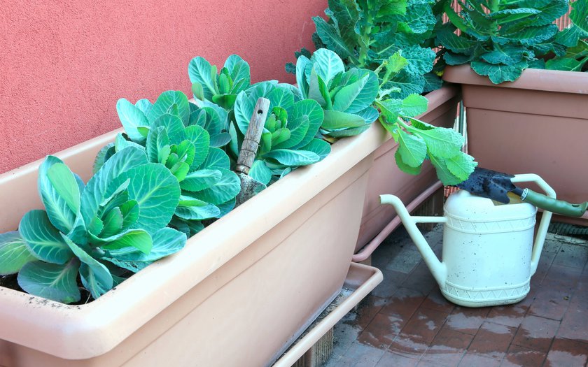 10 dicas para fazer uma hortinha em casa