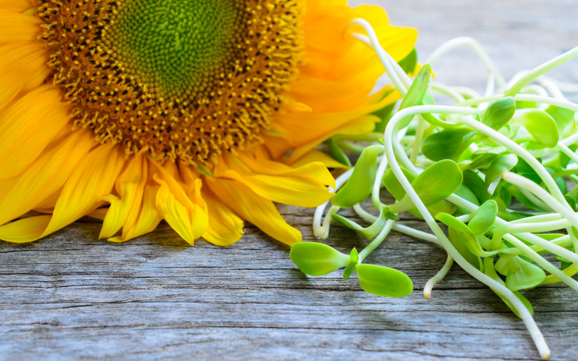 Conheça 7 brotos comestíveis e suas funções