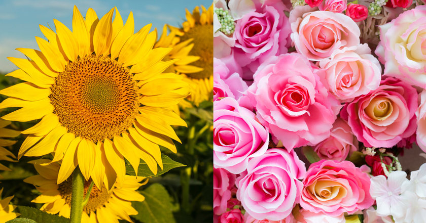 De Orquídea a Girassol, conheça as flores da Primavera