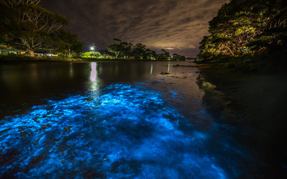 Bioluminescência: 6 praias ao redor do mundo que brilham no escuro