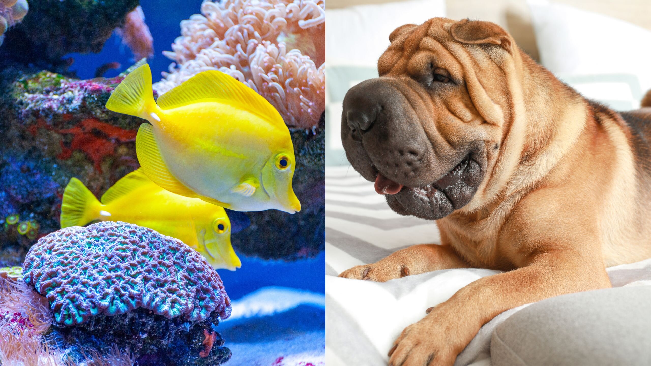 Descubra qual é o pet perfeito para o seu signo