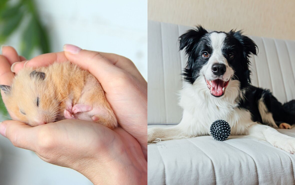 Descubra qual é o pet perfeito para o seu signo