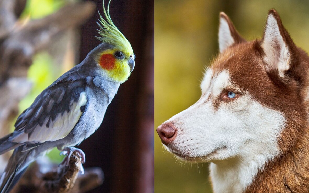 Descubra qual é o pet perfeito para o seu signo