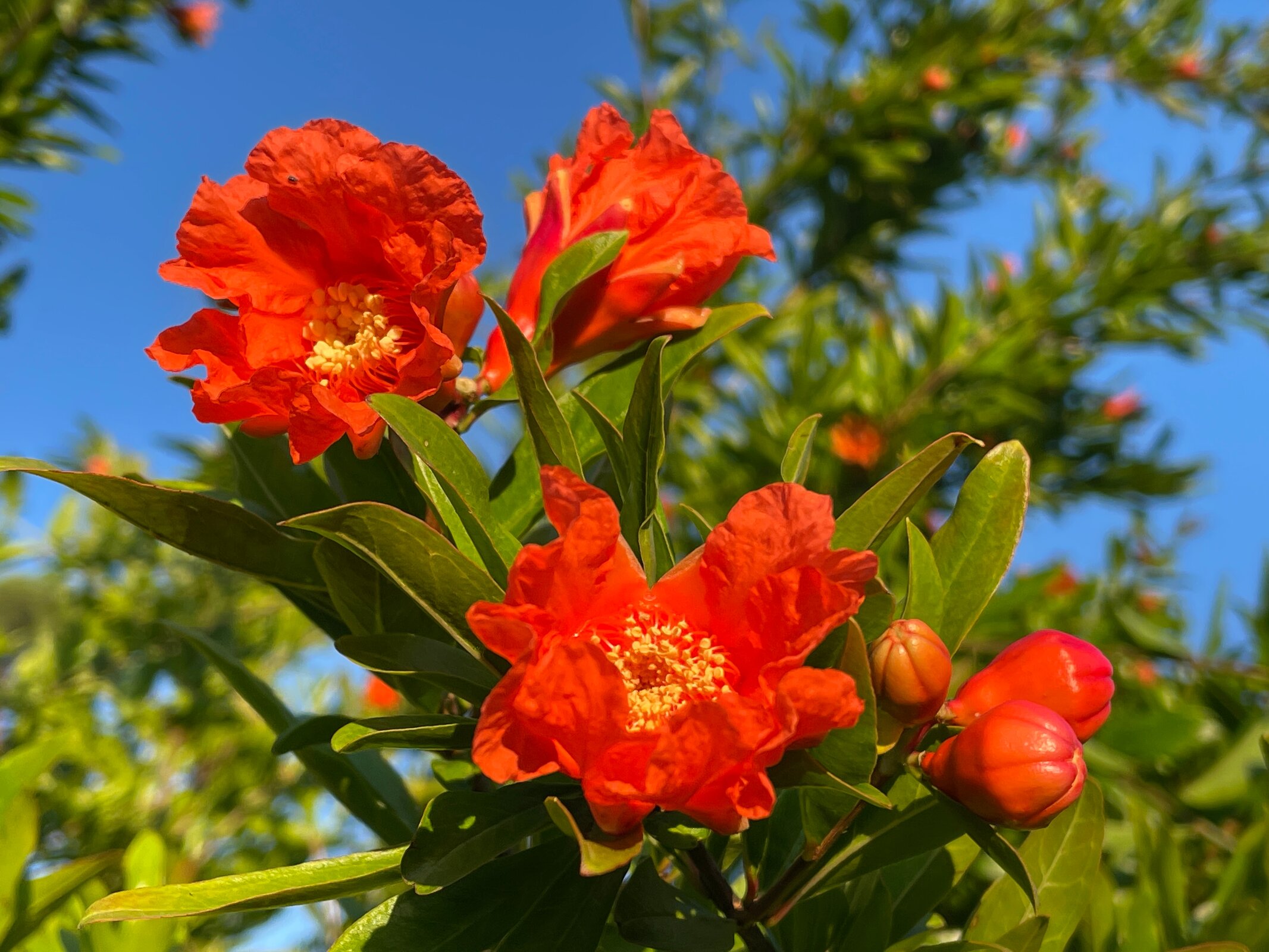 Descubra a flor do mês do seu aniversário e veja o que ela simboliza