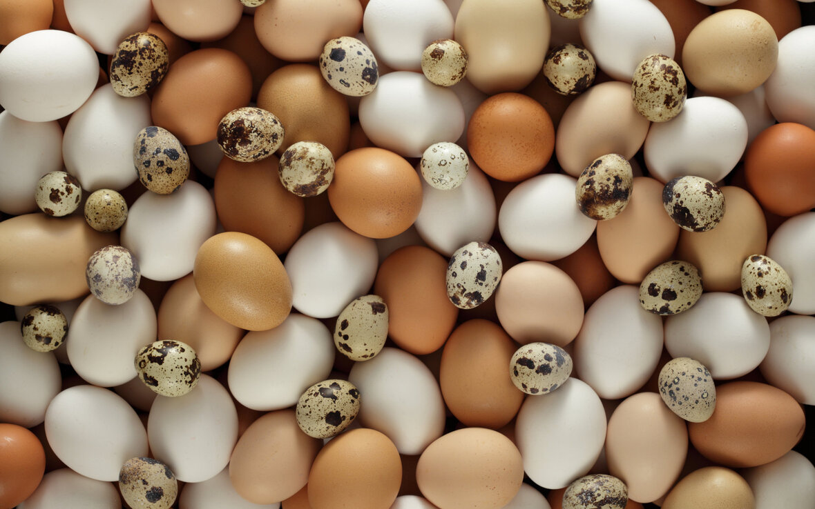 5 mitos e verdades sobre o ovo