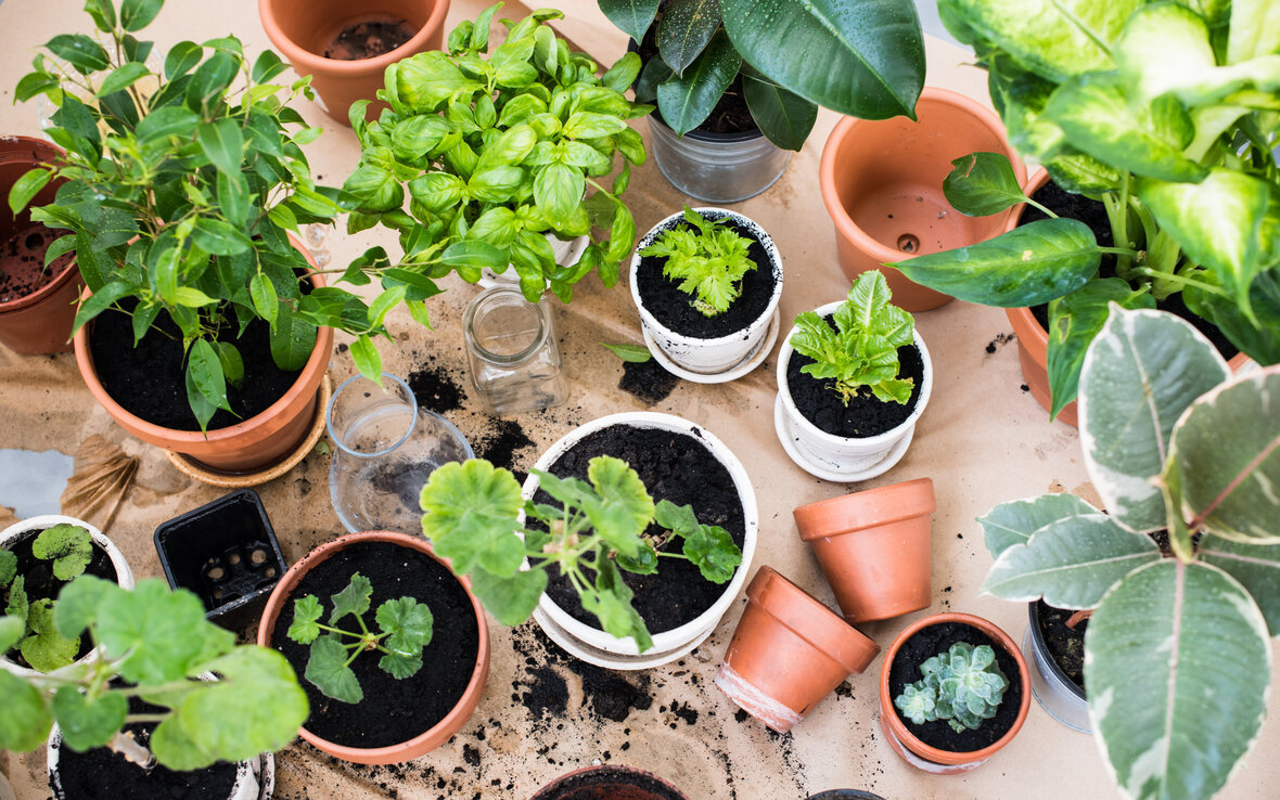 10 dicas para fazer uma hortinha em casa