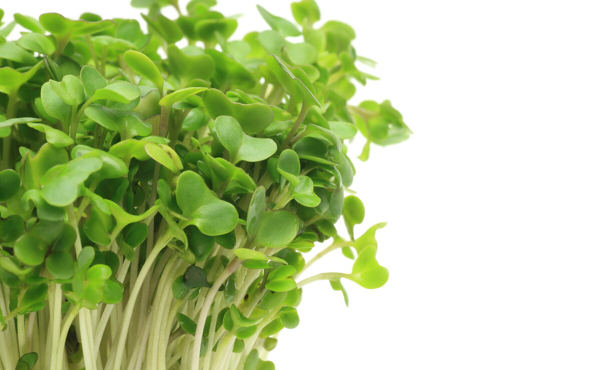 Conheça 7 brotos comestíveis e suas funções