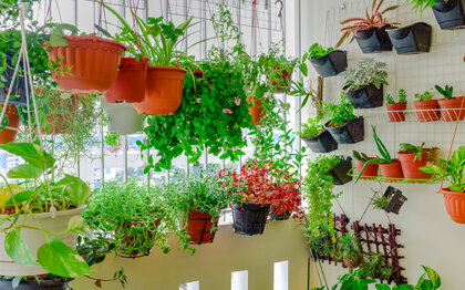 10 dicas para fazer uma hortinha em casa