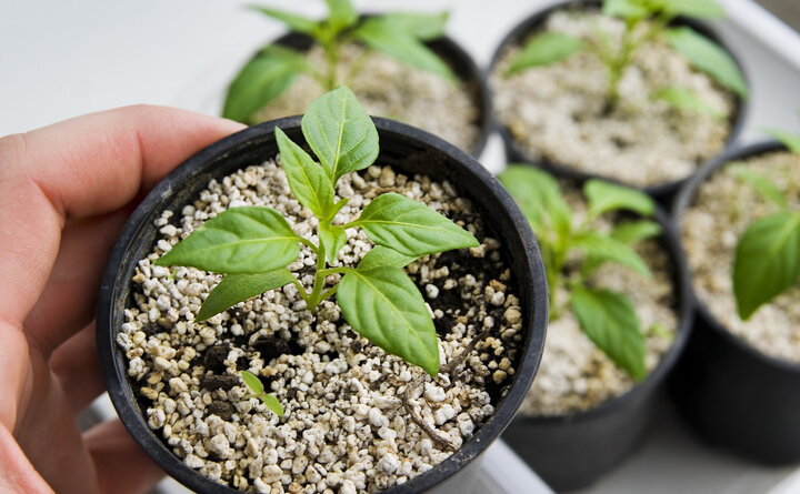 10 dicas para fazer uma hortinha em casa