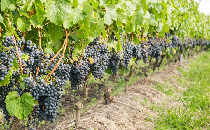 Enoturismo: 6 vinícolas para conhecer ao redor do mundo