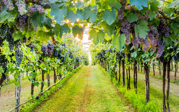10 vinícolas incríveis para conhecer no Brasil