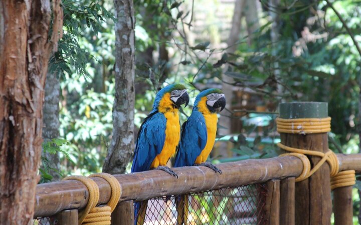 Saiba tudo sobre o Animália Park, parque de diversão com reserva ...