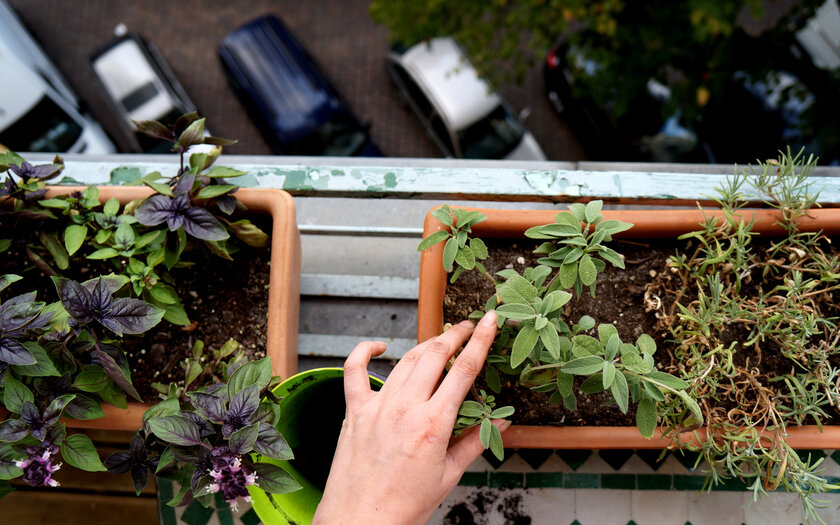 10 dicas para fazer uma hortinha em casa