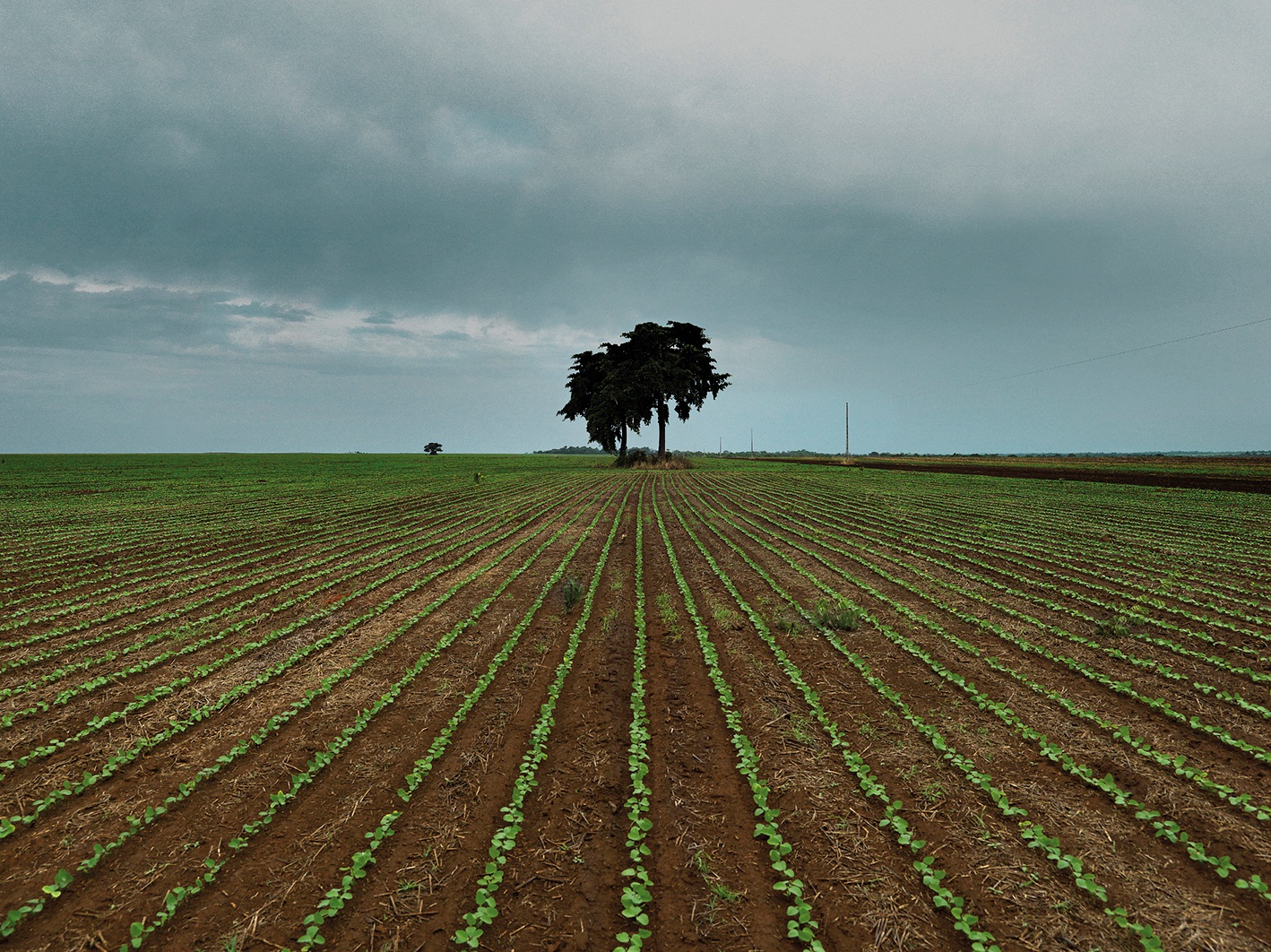 Peter Caton - Cerrado, Imagens de Transformações e Fronteiras - MuBA ...